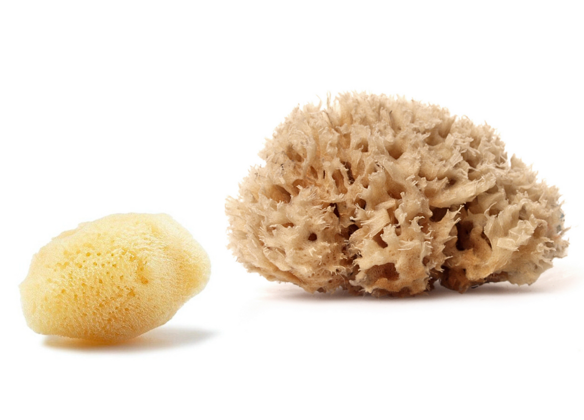 Shower Sea Sponge for Body | The Bundle - Nisiá